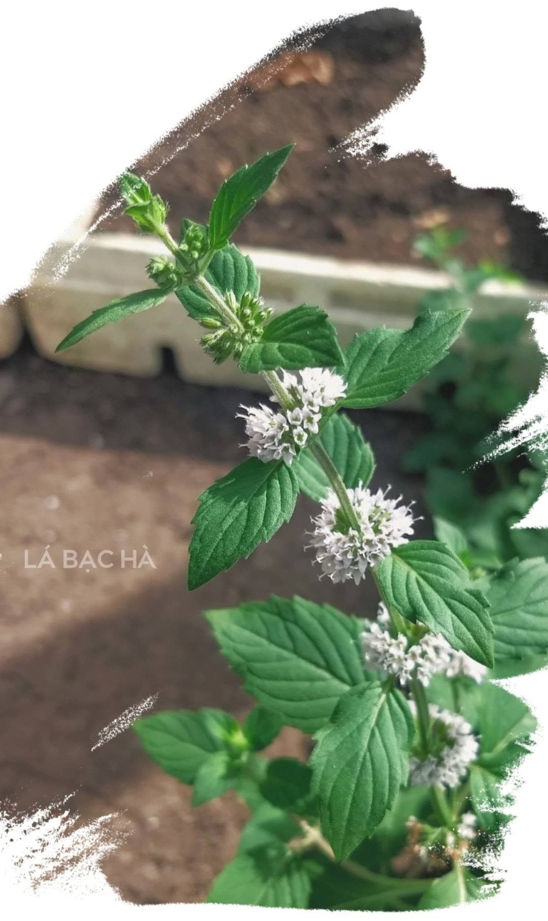 Rau bạc hà – Lợi ích ấn tượng, trồng không tốn công! - Nuôi trồng