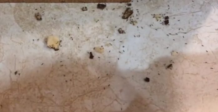 14 Cách diệt kiến đen ''hiệu quả và an toàn'' nhất! - Nuôi trồng