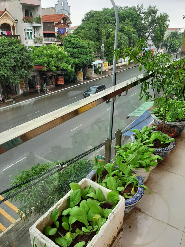 Các loại rau trồng trong bóng râm “dễ trồng nhất