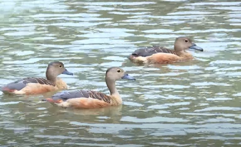 Bí quyết chăn nuôi con LE LE để trở thành "triệu phú" - Nuôi trồng