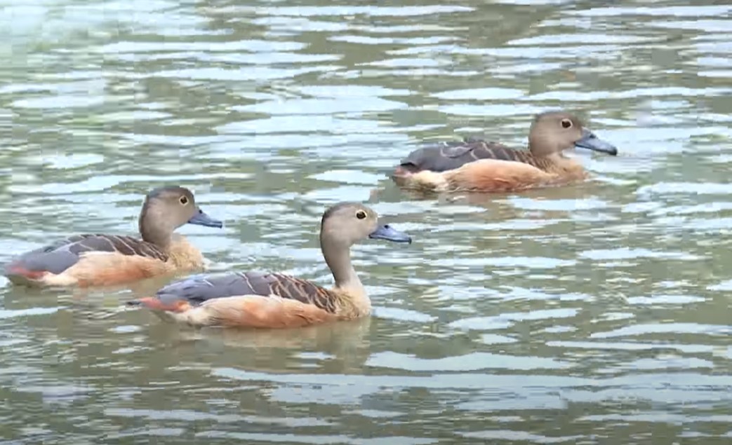 Bí quyết chăn nuôi con LE LE để trở thành "triệu phú" - Nuôi trồng