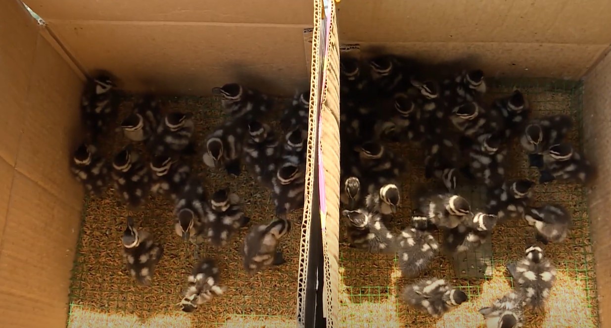 Bí quyết chăn nuôi con LE LE để trở thành "triệu phú" - Nuôi trồng