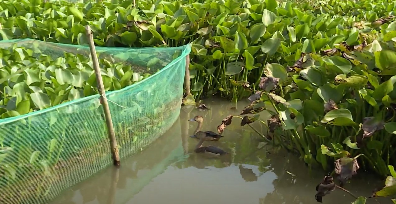 Bí quyết chăn nuôi con LE LE để trở thành "triệu phú" - Nuôi trồng