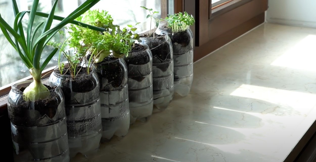 7 cách trồng rau bằng chai nhựa thật đơn giản mà "ấn tượng" - Nuôi trồng