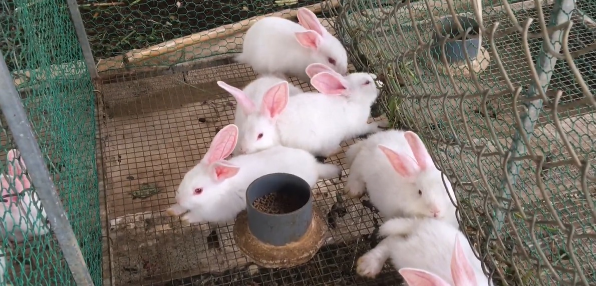 Kinh nghiệm chăm sóc thỏ con sống 100% - Nuôi trồng