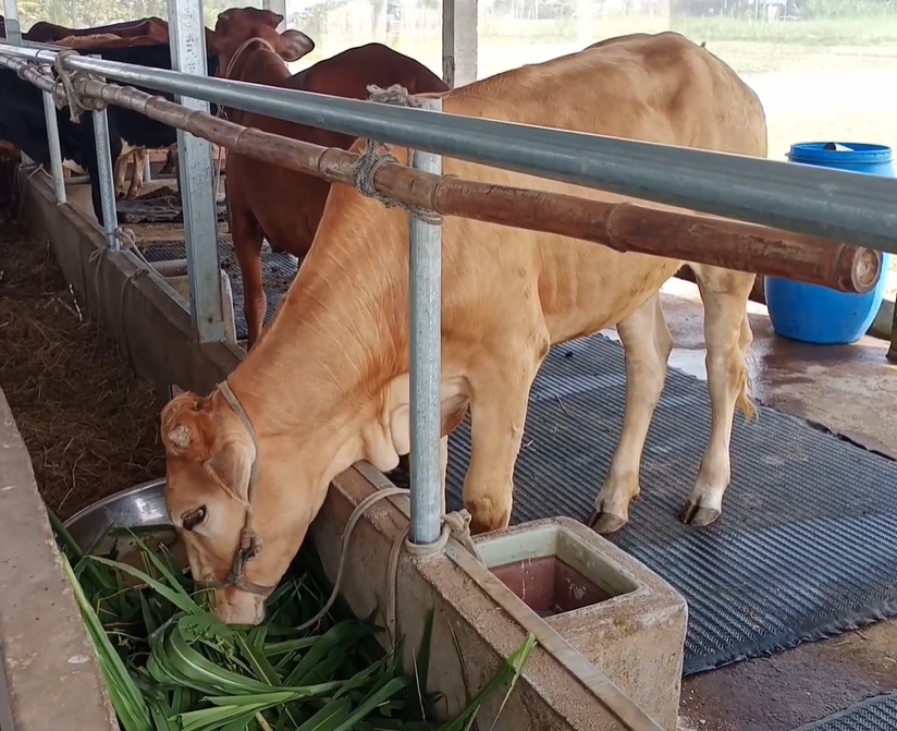 Các thể bệnh tụ huyết trùng ở bò và cách chữa - Nuôi trồng