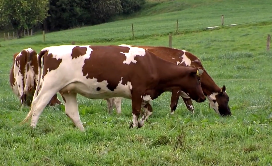 Các giống bò sữa ở Việt Nam – tư vấn chọn bò sữa - Nuôi trồng