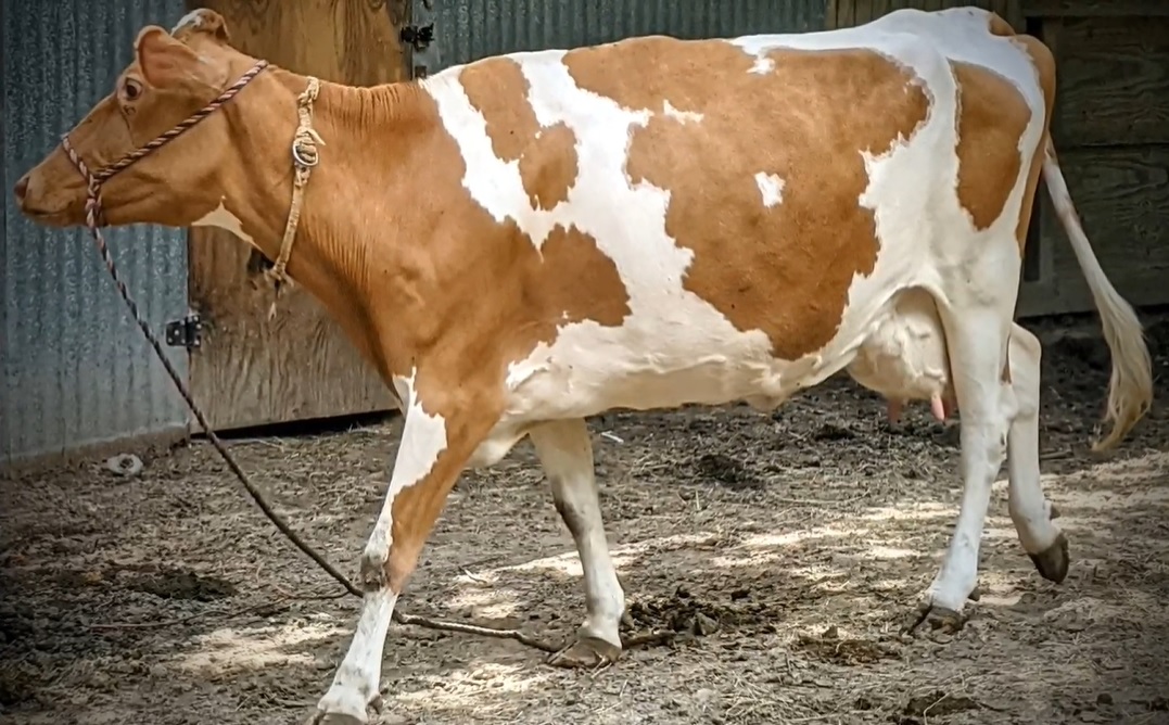 Các giống bò sữa ở Việt Nam – tư vấn chọn bò sữa - Nuôi trồng