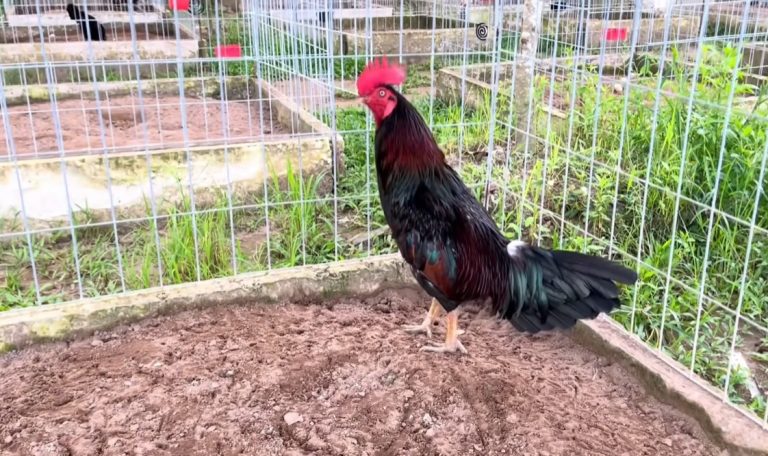 Nuôi gà đá hay cần tuân thủ những nguyên tắc này - Nuôi trồng