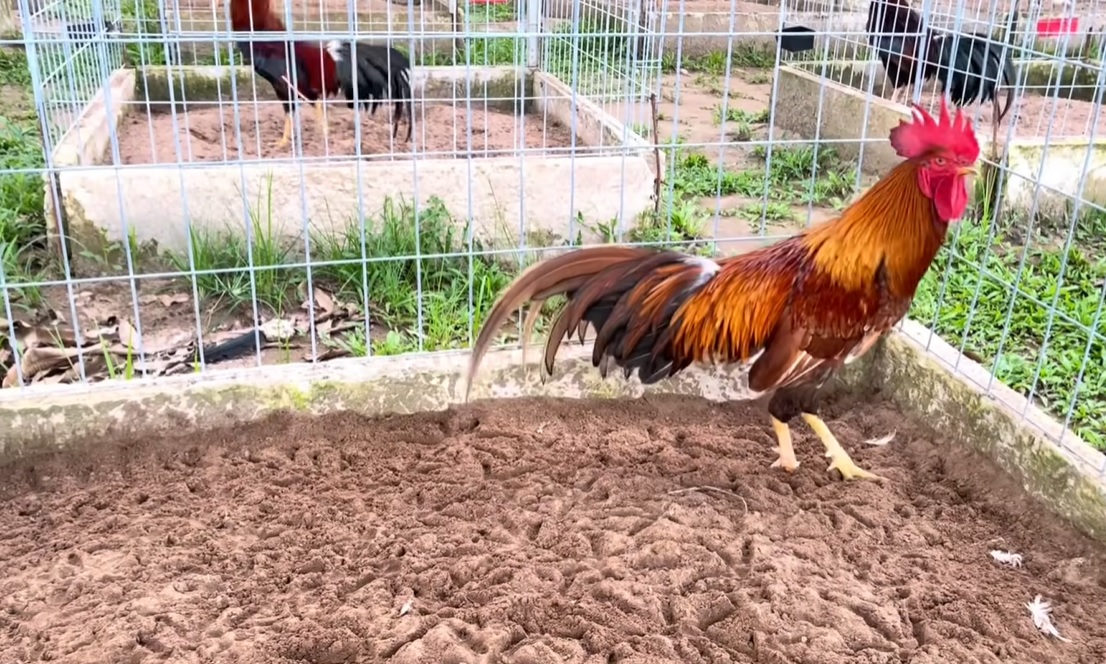 Nuôi gà đá hay cần tuân thủ những nguyên tắc này - Nuôi trồng