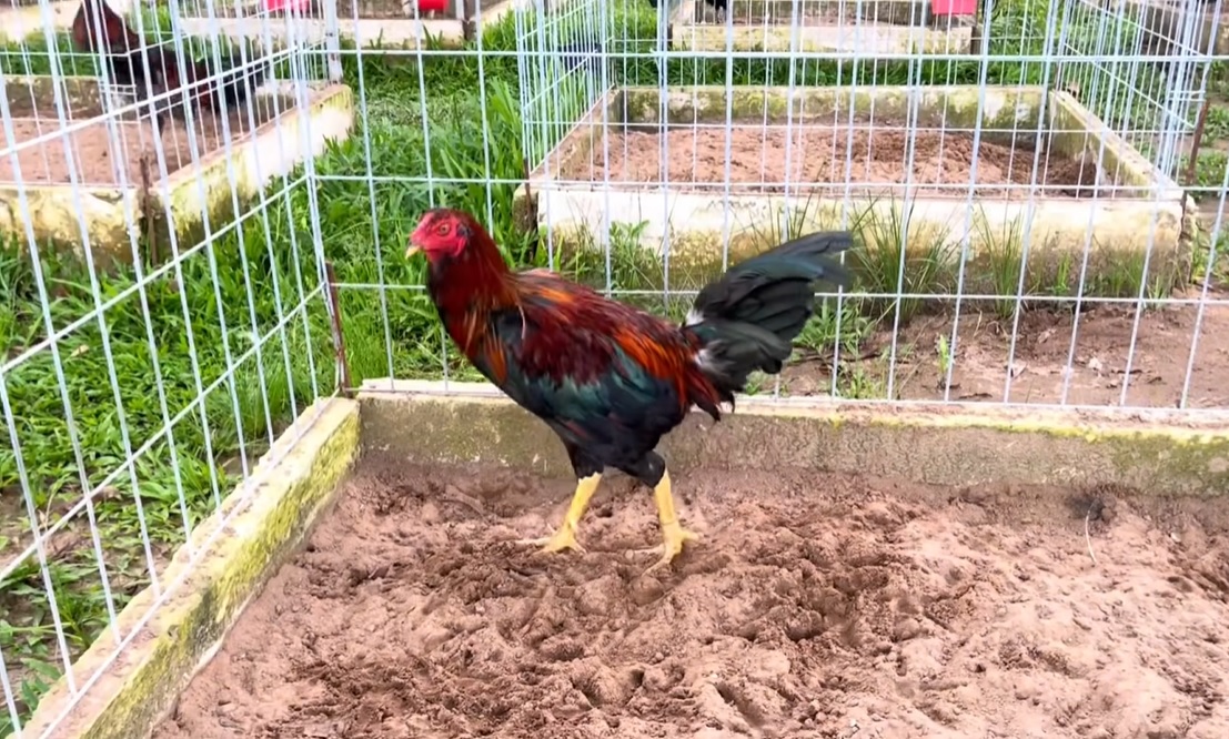 Nuôi gà đá hay cần tuân thủ những nguyên tắc này - Nuôi trồng